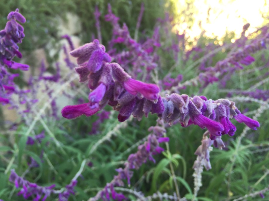 My 3 favorite shrubs – Landscaping Water Wise