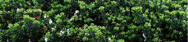 My 3 favorite low hedges – Landscaping Water Wise