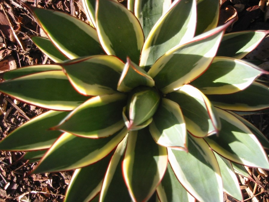 My 3 favorite agaves – Landscaping Water Wise