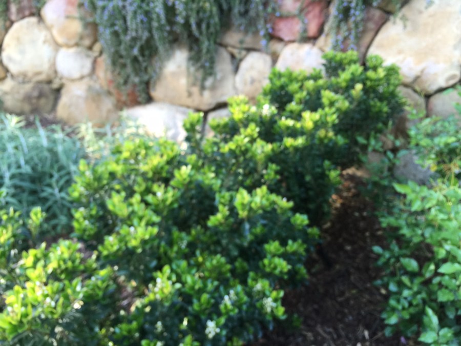 My 3 favorite low hedges – Landscaping Water Wise