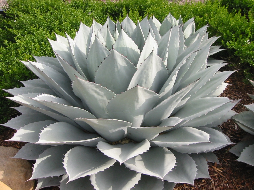 My 3 favorite agaves – Landscaping Water Wise