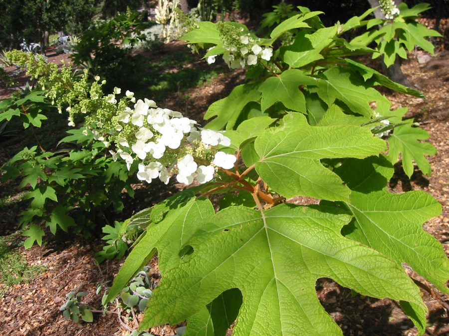 My 3 favorite shrubs – Landscaping Water Wise