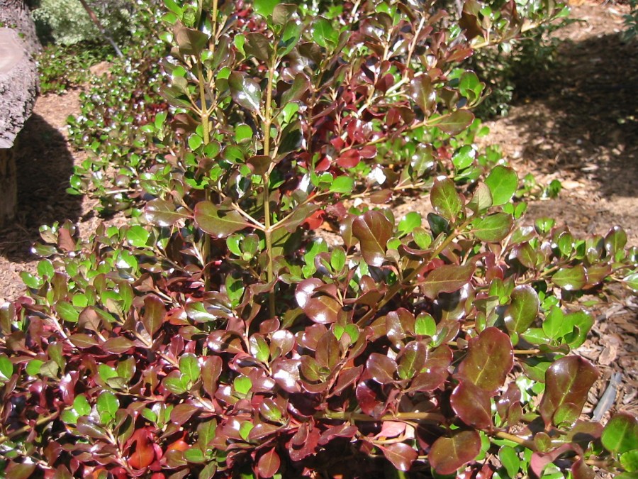 My 3 favorite shrubs – Landscaping Water Wise