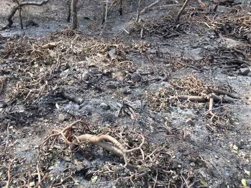 50 shades of gray after fire – Landscaping Water Wise